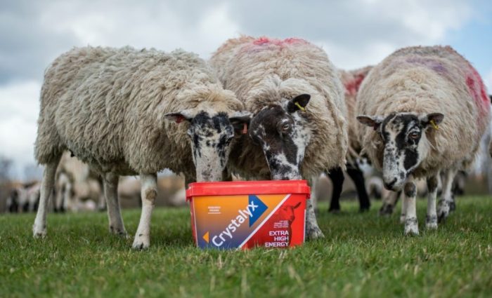 Crystalyx Extra High Energy - Oakwood Feeds Ltd